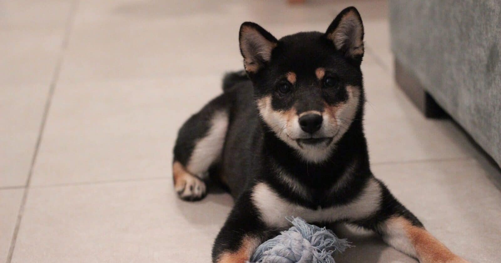 Shiba Inu Black And Tan